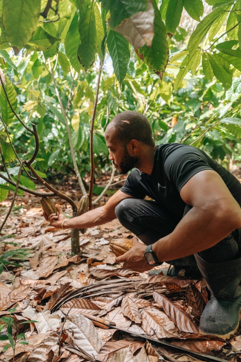 Gentle Farming – Rabot Hotel from Hotel Chocolat